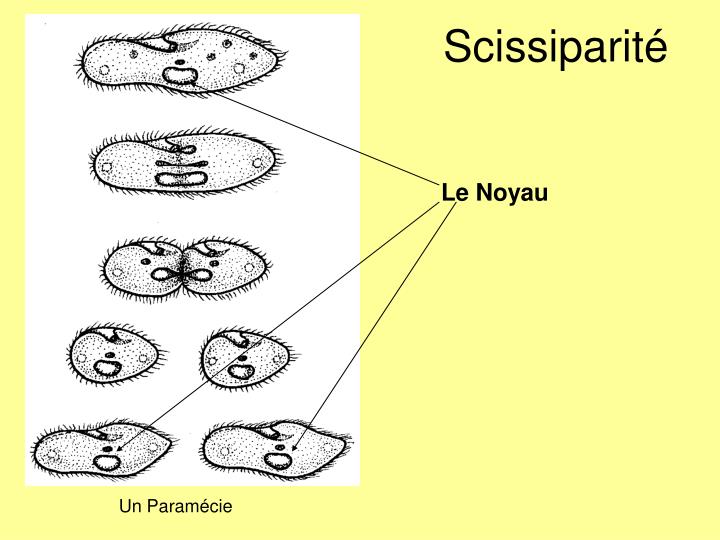 PPT - La Reproduction Asexuée PowerPoint Presentation - ID:5362752