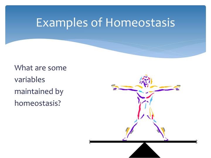 PPT - Homeostasis PowerPoint Presentation - ID:5362923