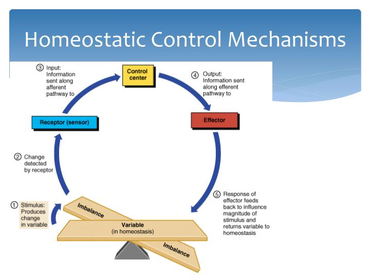 PPT - Homeostasis PowerPoint Presentation - ID:5362923