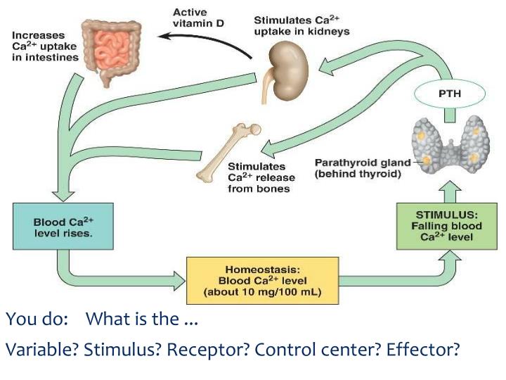 PPT - Homeostasis PowerPoint Presentation - ID:5362923
