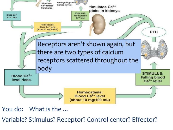 PPT - Homeostasis PowerPoint Presentation - ID:5362923
