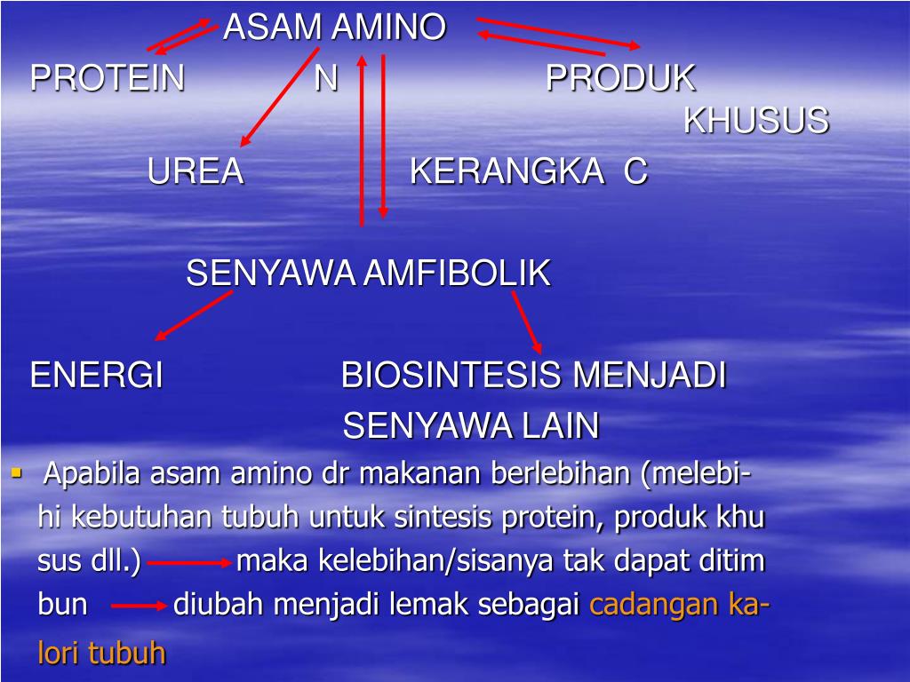 PPT - METABOLISME PROTEIN DAN ASAM AMINO PowerPoint Presentation, free ...