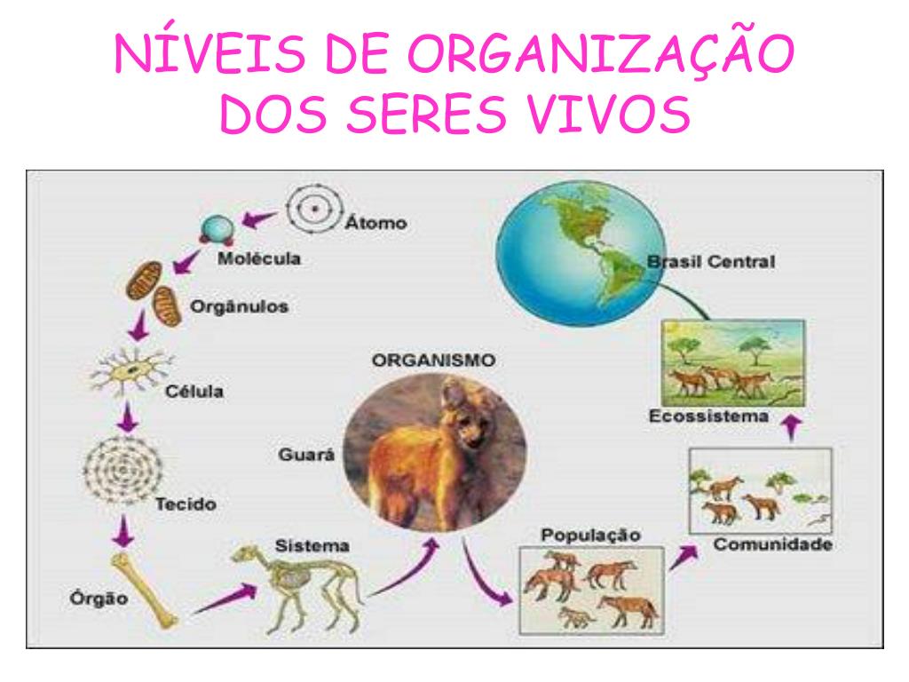 Niveis De Organizacao Dos Seres Vivos
