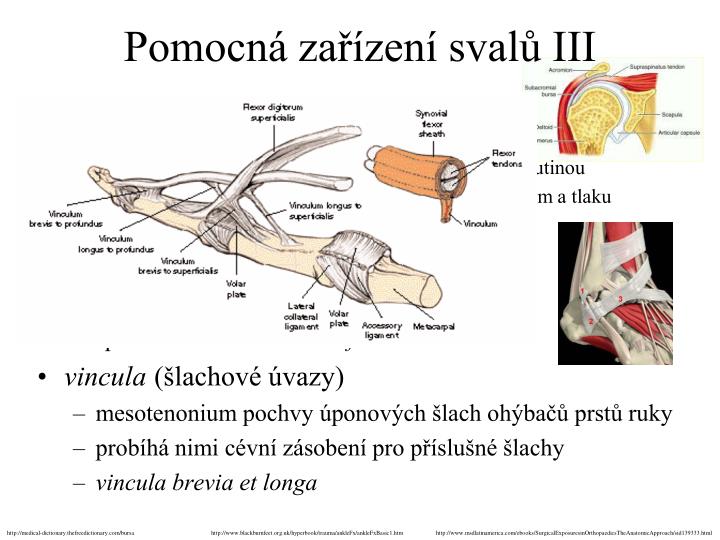 PPT - Obecná myologie PowerPoint Presentation - ID:5364547