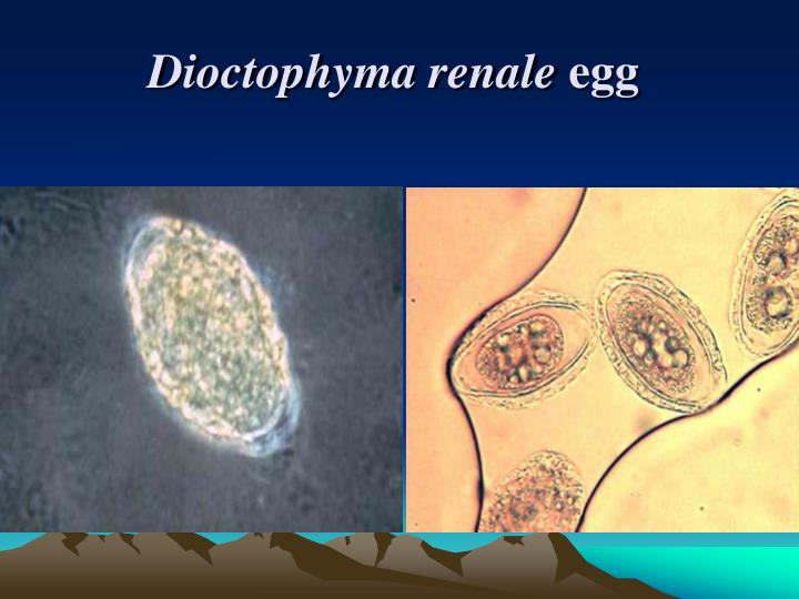 PPT - parasitology PowerPoint Presentation - ID:5364925