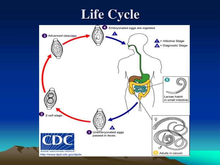 PPT - parasitology PowerPoint Presentation - ID:5364925