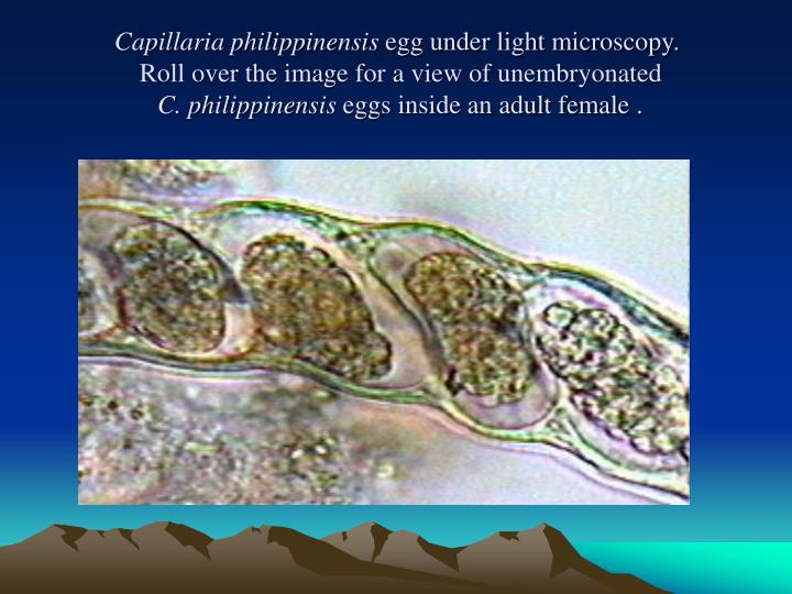 PPT - parasitology PowerPoint Presentation - ID:5364925
