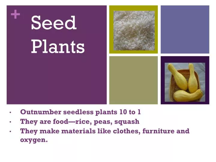 PPT - Seed Plants PowerPoint Presentation, free download - ID:5364949