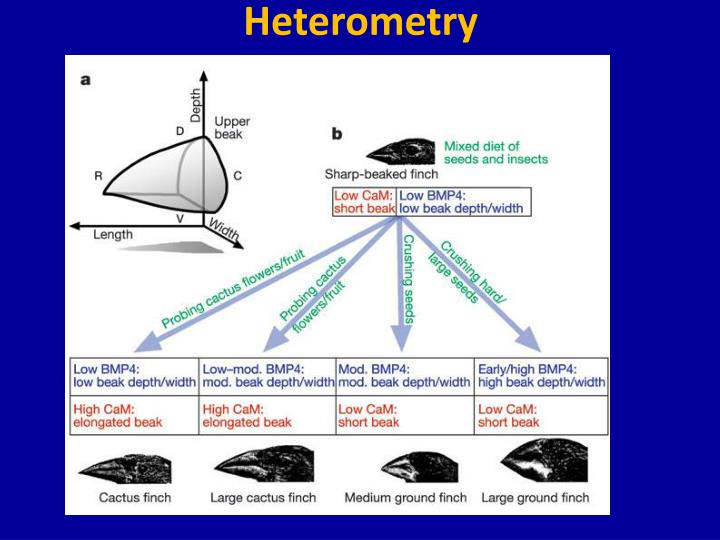 PPT - Developmental Biology and Evolution PowerPoint Presentation - ID ...