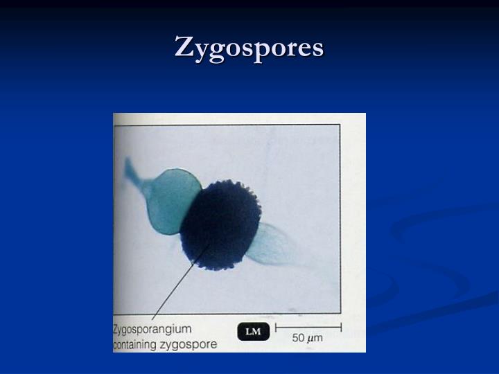 PPT - Kingdom: Fungi PowerPoint Presentation - ID:5365811