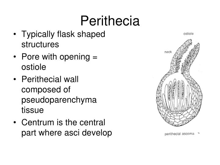 PPT - Phylum - Ascomycota PowerPoint Presentation - ID:5365875