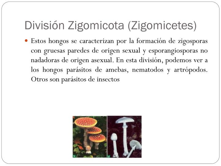 PPT - Reino Fungi PowerPoint Presentation - ID:5366893