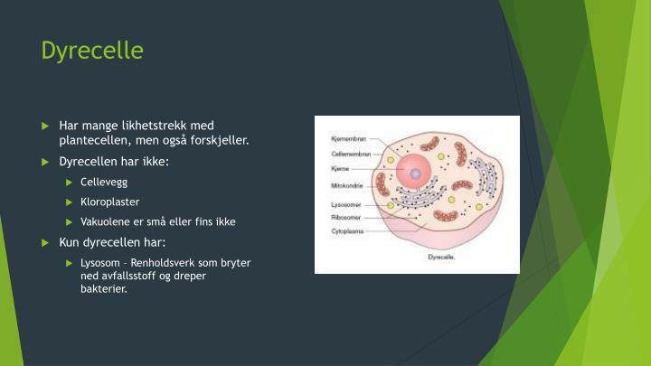 PPT - Kapittel 1 PowerPoint Presentation - ID:5366978