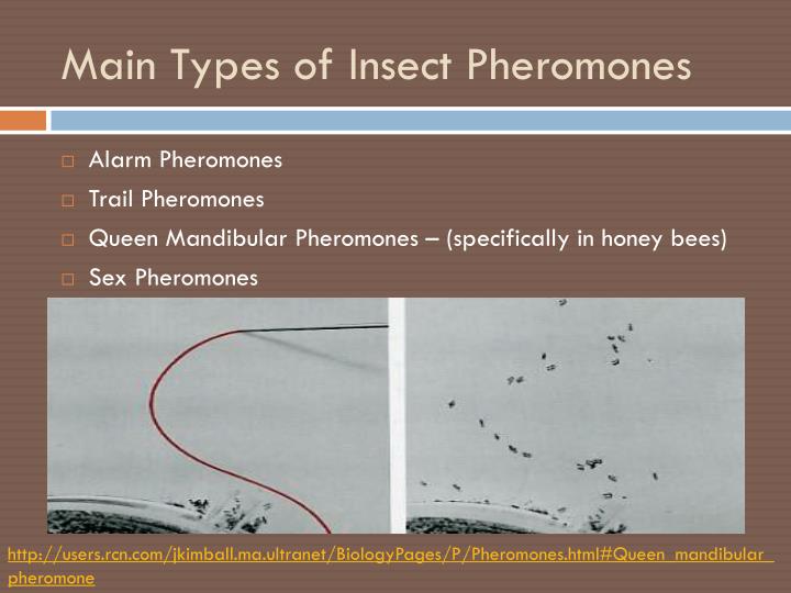 PPT - The Effects of 11-Cis Vaccenyl Acetate on Drosophila melanogaster ...