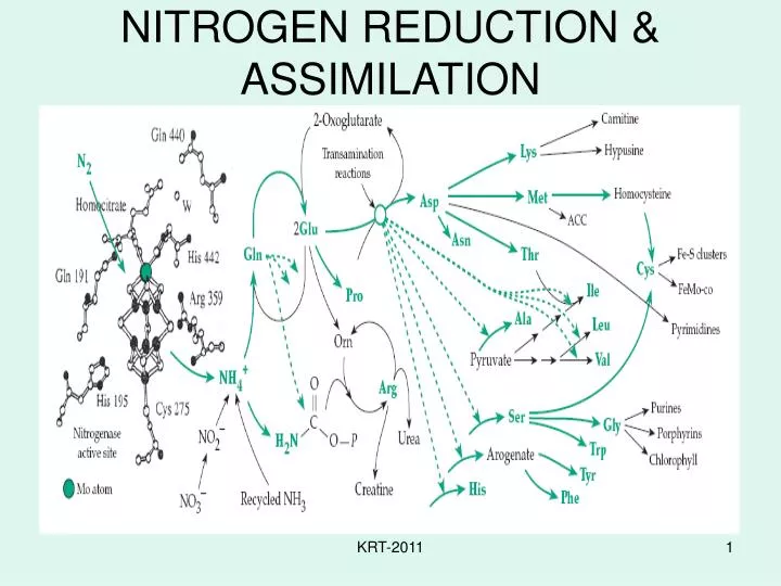 PPT - NITROGEN REDUCTION & ASSIMILATION PowerPoint Presentation, free ...