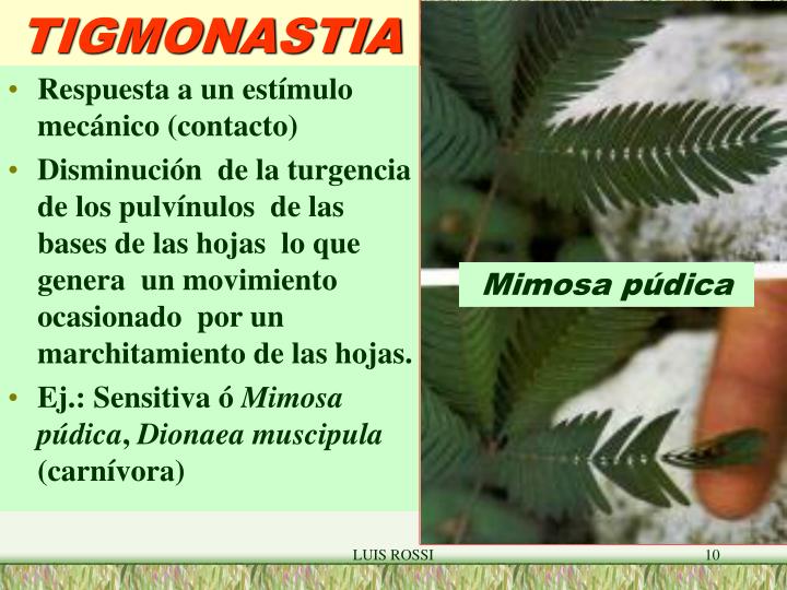 PPT - MOVIMIENTO DE LAS PLANTAS PowerPoint Presentation - ID:5368821
