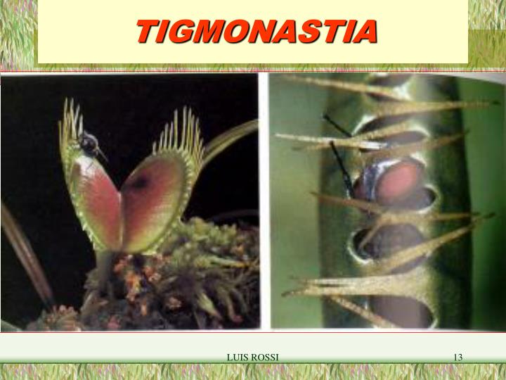 PPT - MOVIMIENTO DE LAS PLANTAS PowerPoint Presentation - ID:5368821