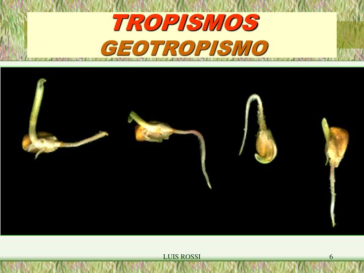PPT - MOVIMIENTO DE LAS PLANTAS PowerPoint Presentation - ID:5368821