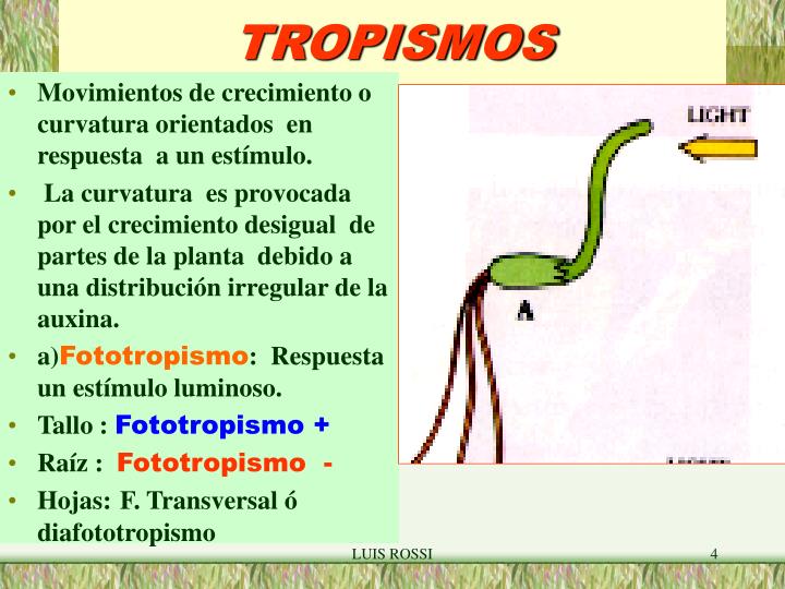 PPT - MOVIMIENTO DE LAS PLANTAS PowerPoint Presentation - ID:5368821
