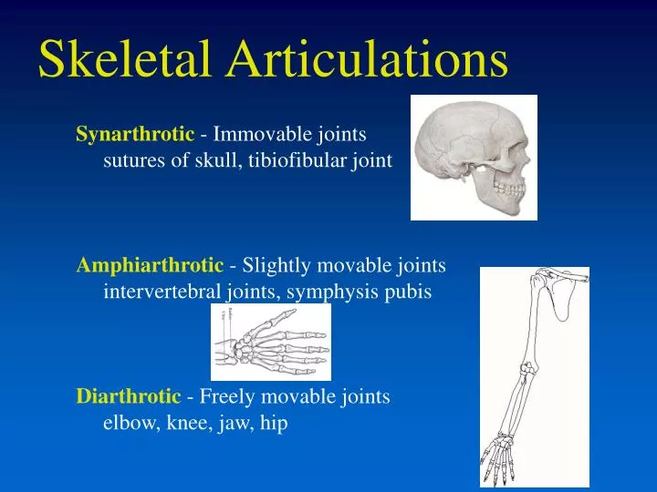 PPT - Skeletal Articulations PowerPoint Presentation, free download ...