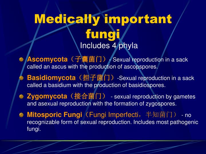 PPT - MYCOLOGY PowerPoint Presentation - ID:5369042