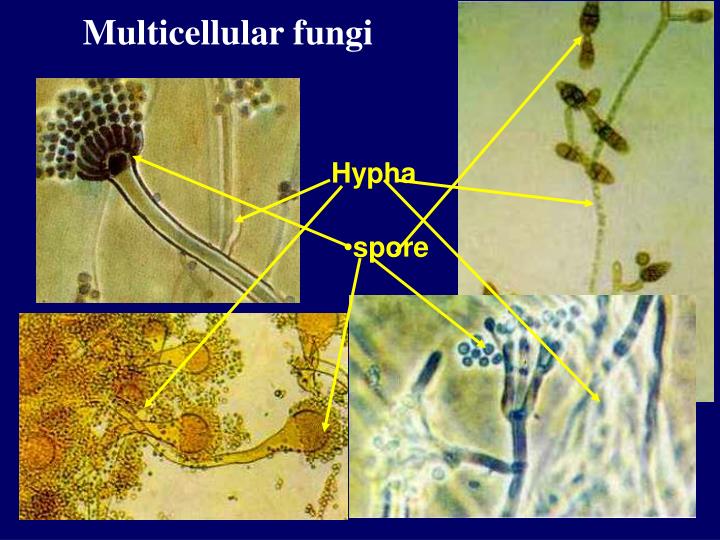 PPT - MYCOLOGY PowerPoint Presentation - ID:5369042