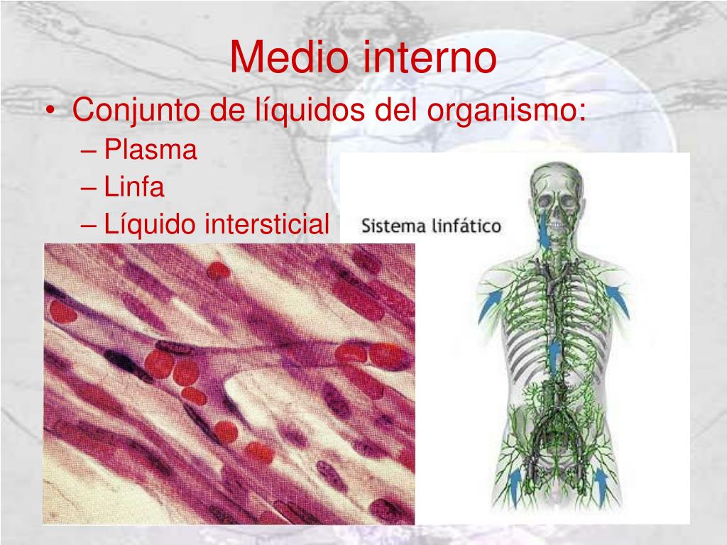PPT - Regulación de funciones corporales y homeostasis PowerPoint ...