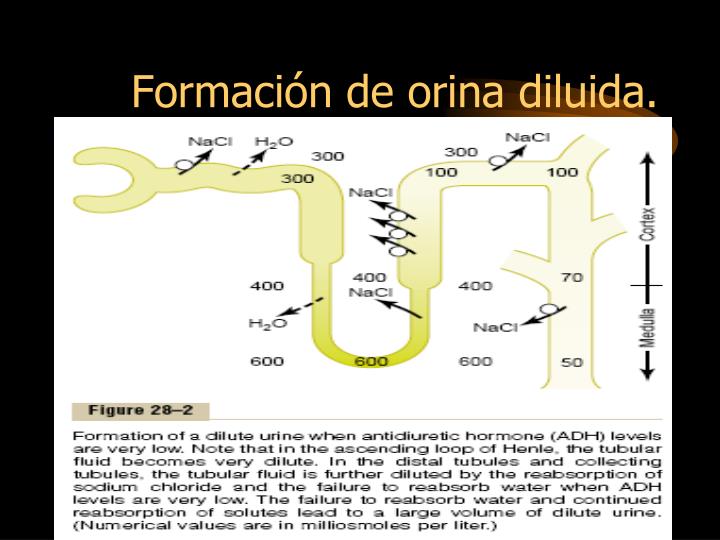 PPT - Fisiología renal. PowerPoint Presentation - ID:5369713