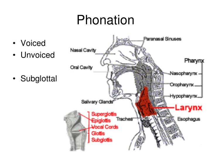 PPT - Anatomy of Phonation Chapter 4 PowerPoint Presentation - ID:5369963