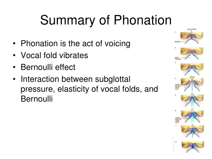 PPT - Anatomy of Phonation Chapter 4 PowerPoint Presentation - ID:5369963