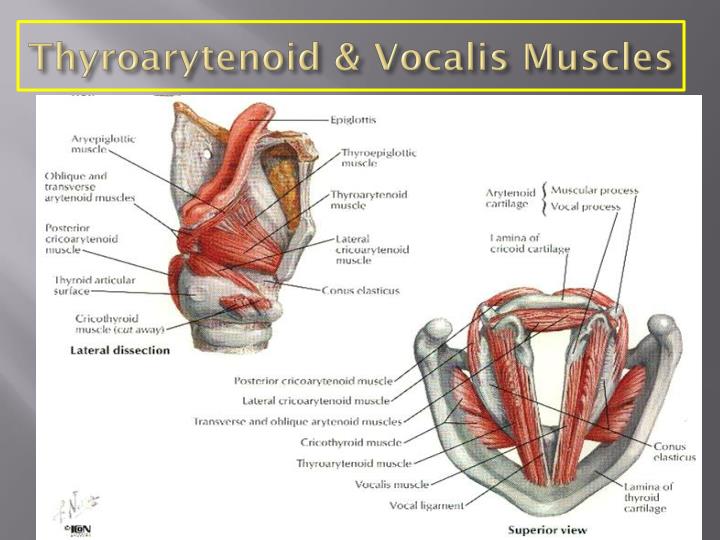 PPT - LARYNX PowerPoint Presentation - ID:5370456