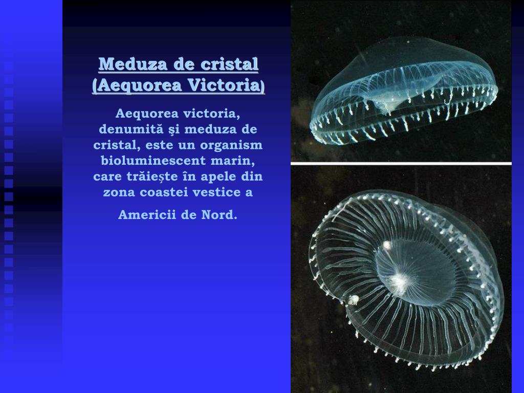 PPT - Cele mai fascinante organisme bioluminescente PowerPoint ...