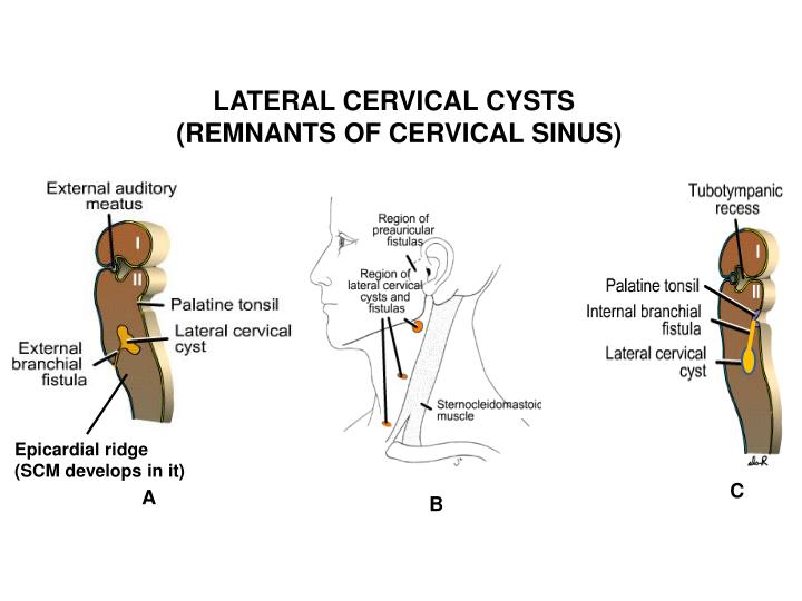 PPT - STEVEN J. ZEHREN, PH.D. PowerPoint Presentation - ID:5371530