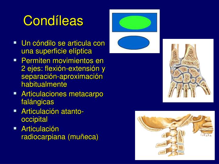 PPT - Sistema Articular PowerPoint Presentation - ID:5371784