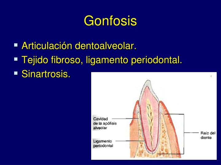 Ppt Sistema Articular Powerpoint Presentation Id 5371784