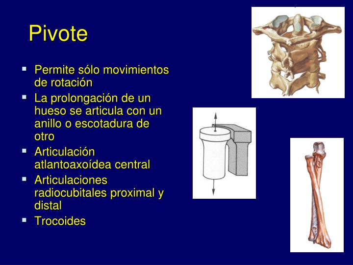 PPT - Sistema Articular PowerPoint Presentation - ID:5371784