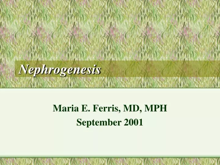 PPT - Nephrogenesis PowerPoint Presentation, free download - ID:5372237